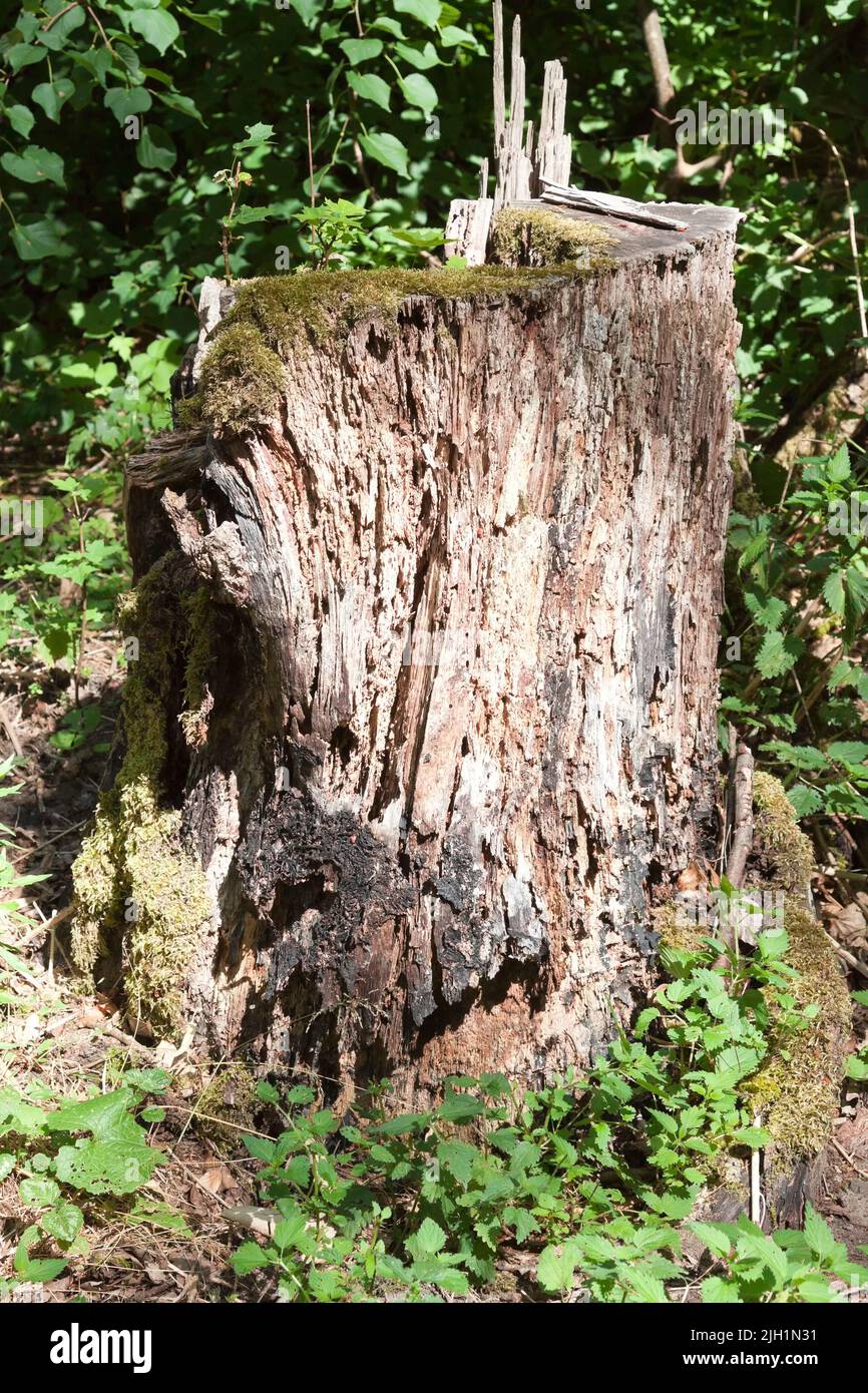 Bark beetles in a tree Stock Photo - Alamy