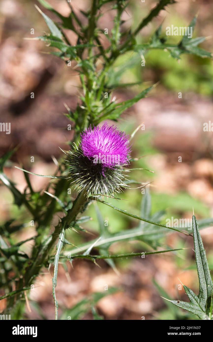 Cirsium vulgare (spear thistle), Germany Stock Photo - Alamy
