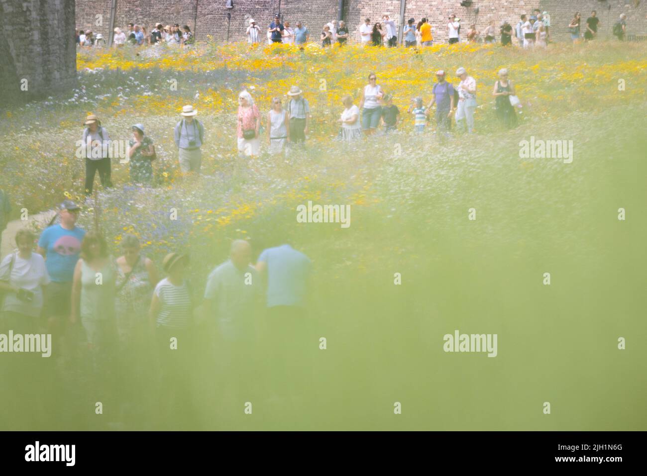 People walk amongst the flower meadows, around the Tower of London ...