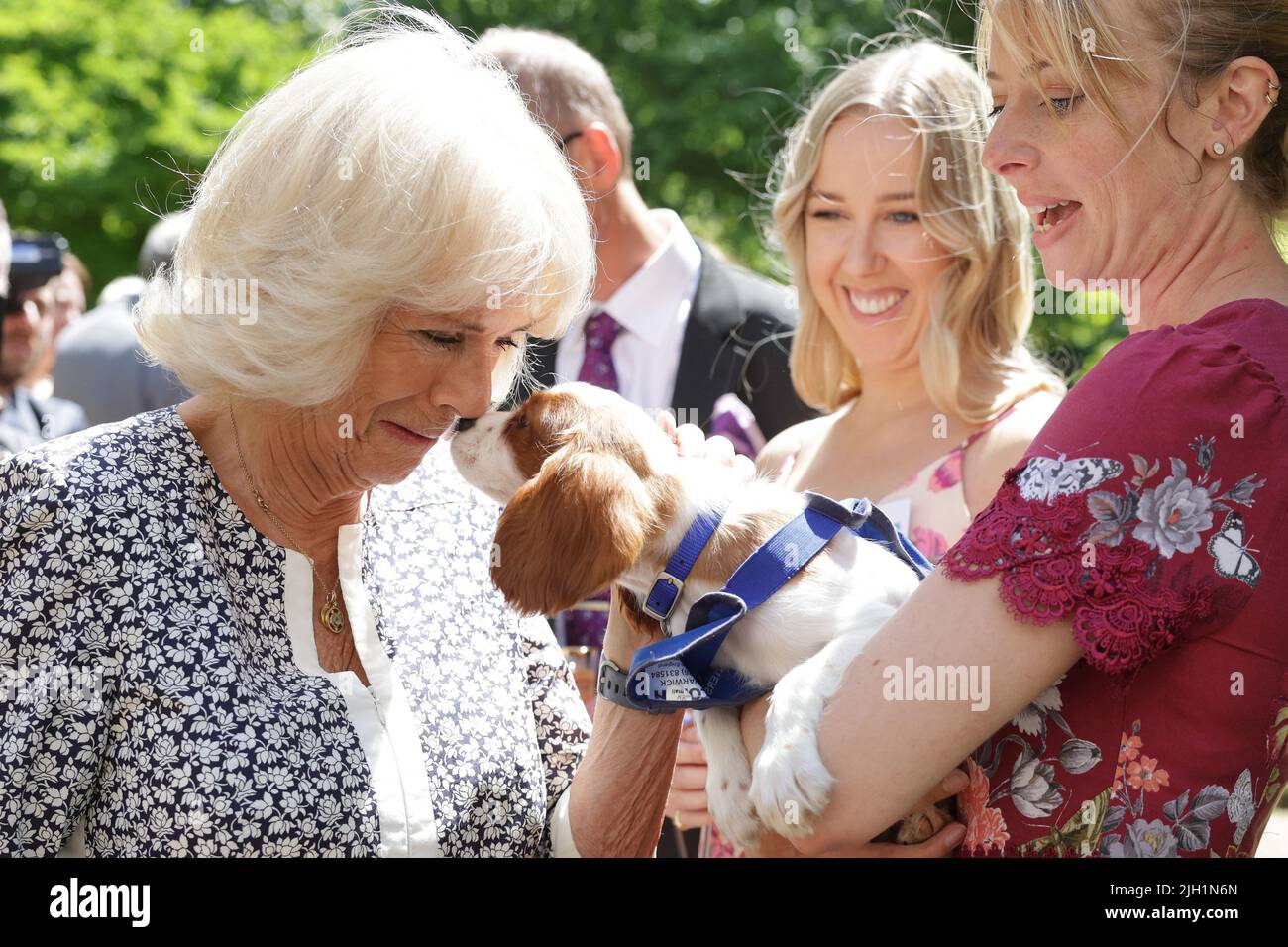 Duchess of cornwall dog 2022 hi-res stock photography and images - Alamy