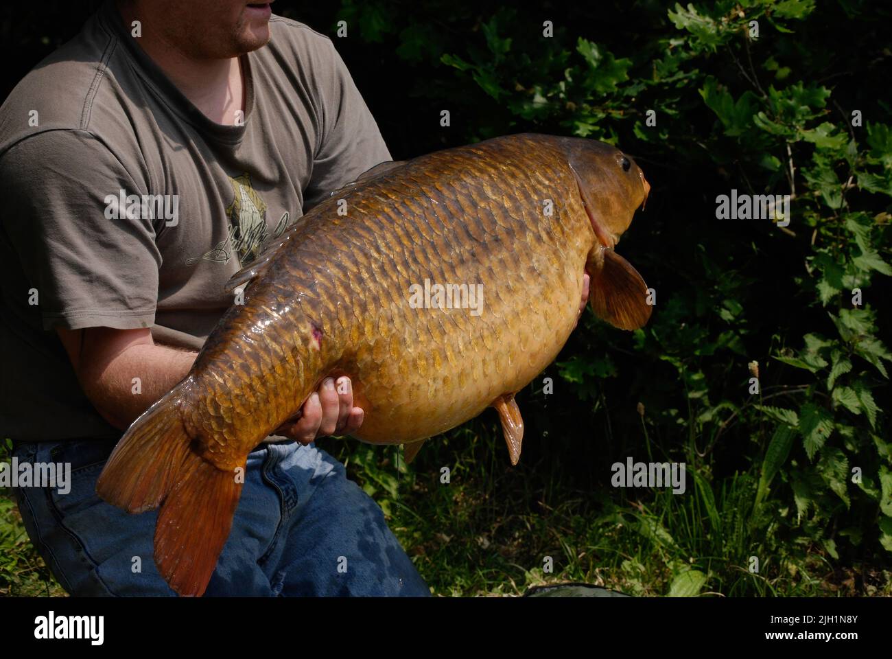 The view of a Common carp fish in the hands of a human Stock Photo - Alamy
