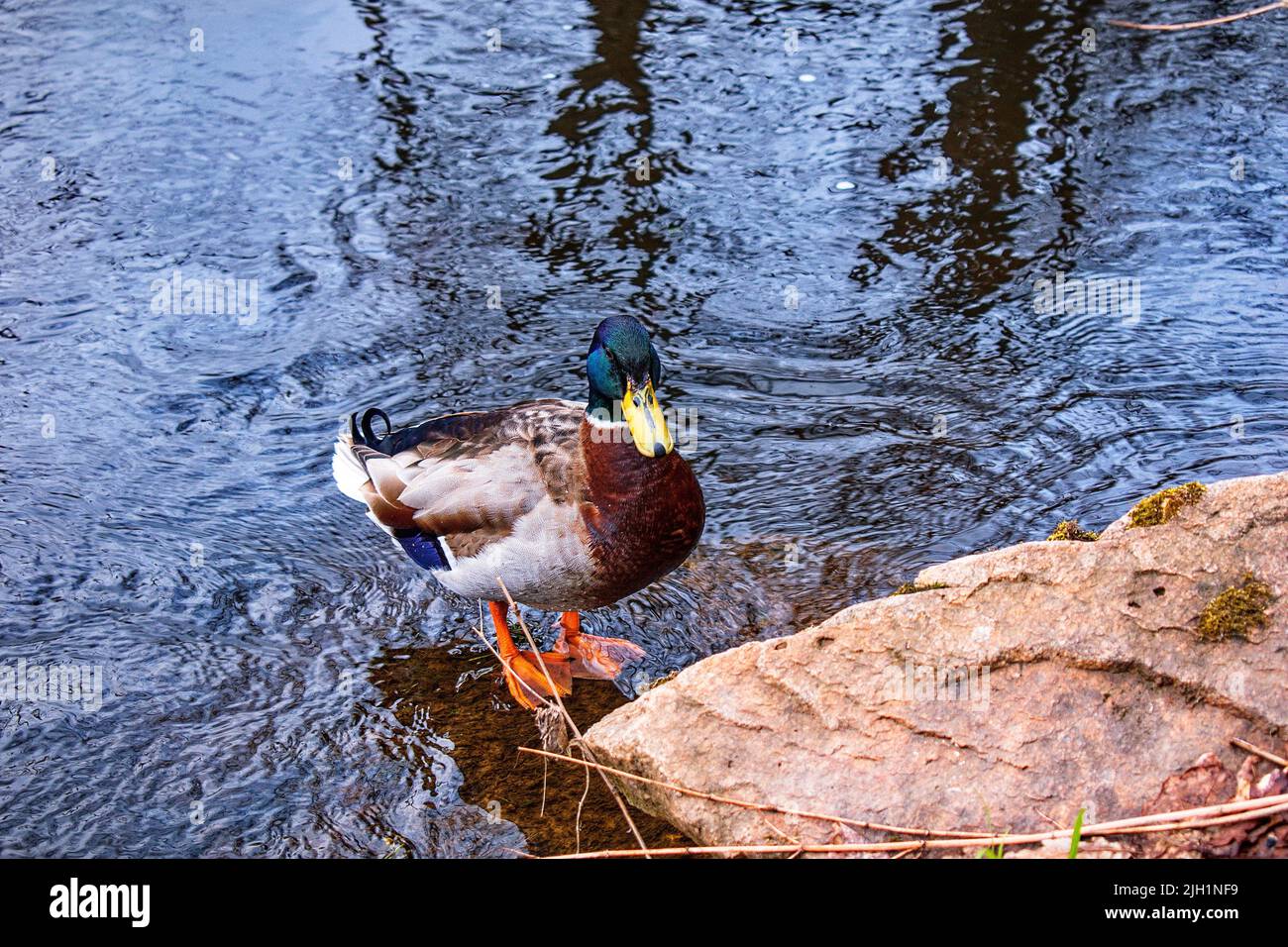 The mallard is our largest floating duck Stock Photo - Alamy