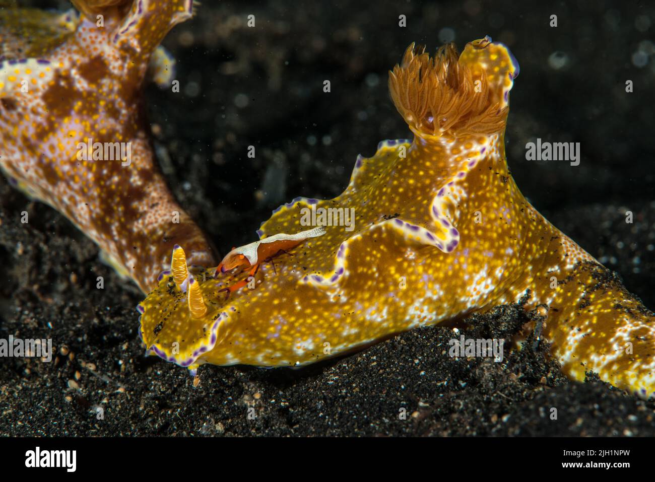 Wildlife photography tour hi-res stock photography and images - Alamy