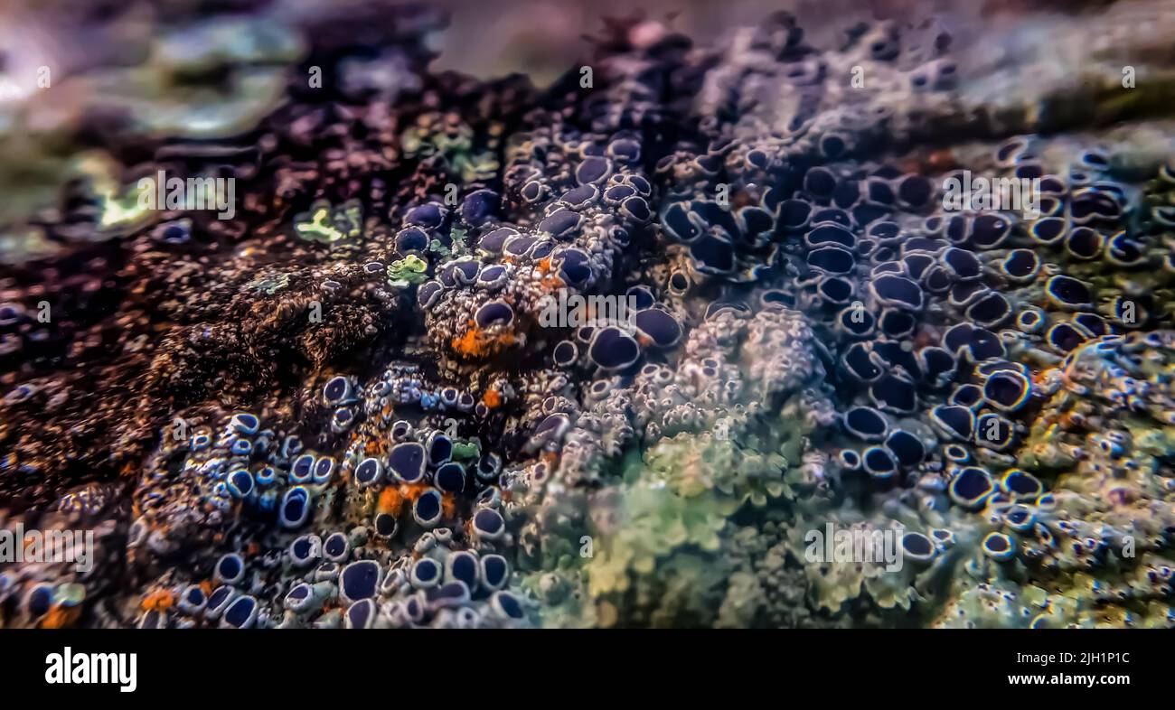 Aquatic fungi hi-res stock photography and images - Alamy