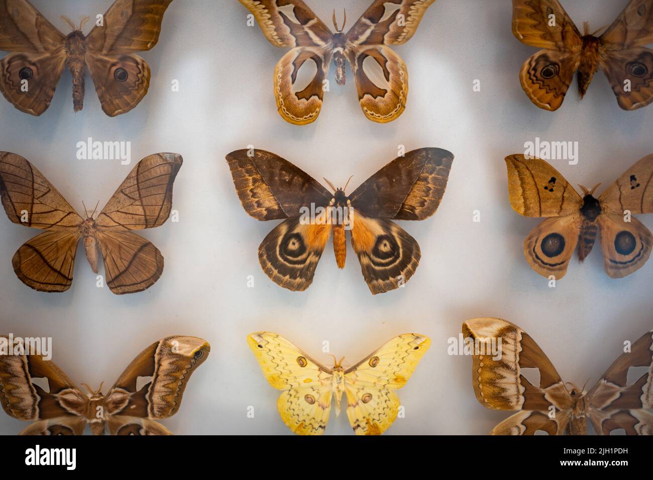 Butterfly cockroach hi-res stock photography and images - Alamy