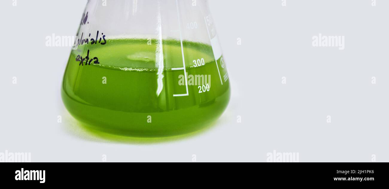 Algae research in laboratories, biotechnology science concept, marine ...