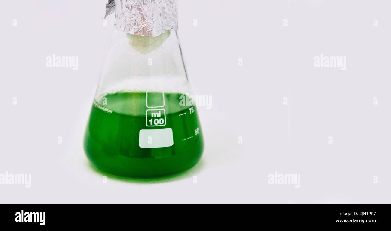 Algae research in laboratories, biotechnology science concept, marine ...