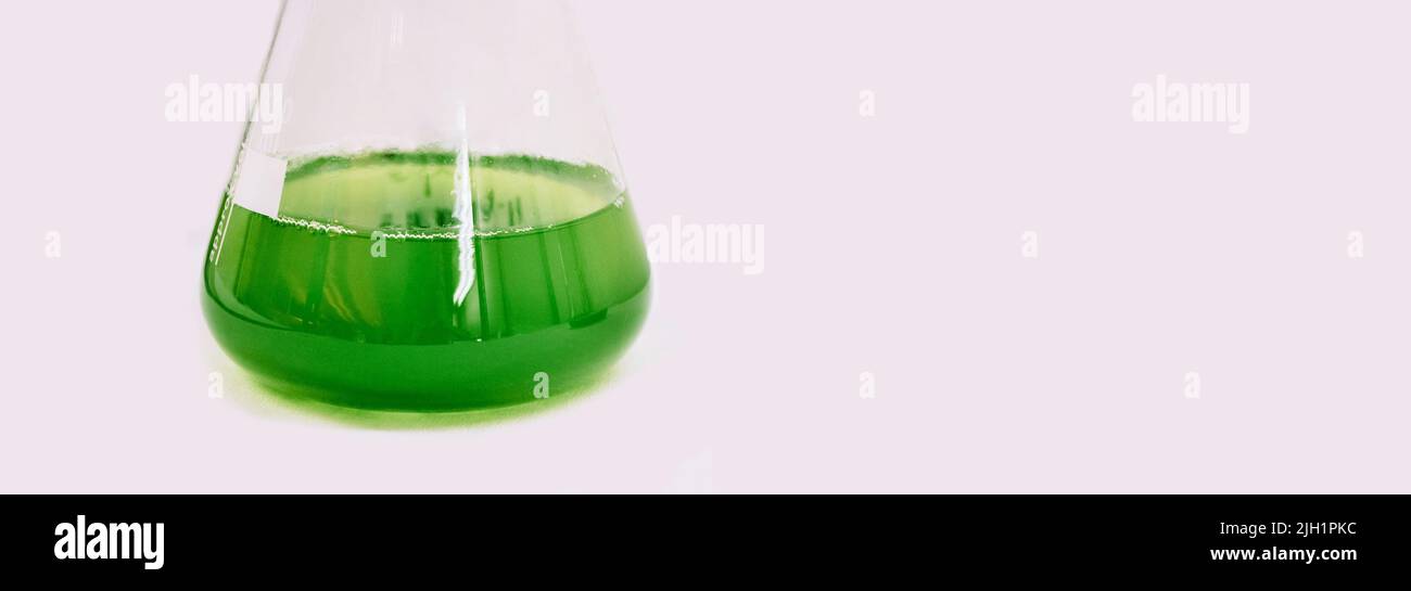 Algae research in laboratories, biotechnology science concept, marine ...