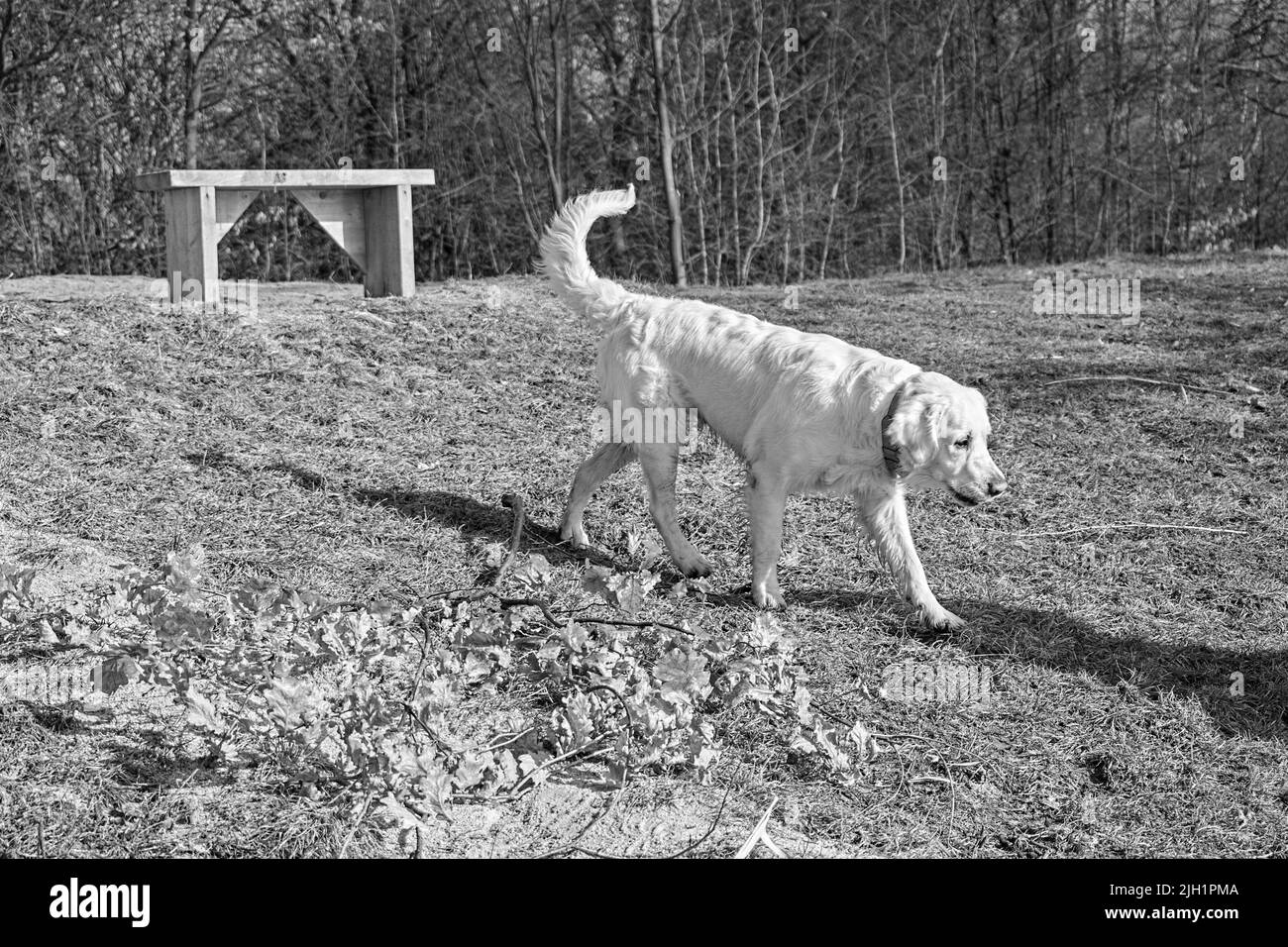 Golden retriever loving golden dog Stock Photo - Alamy