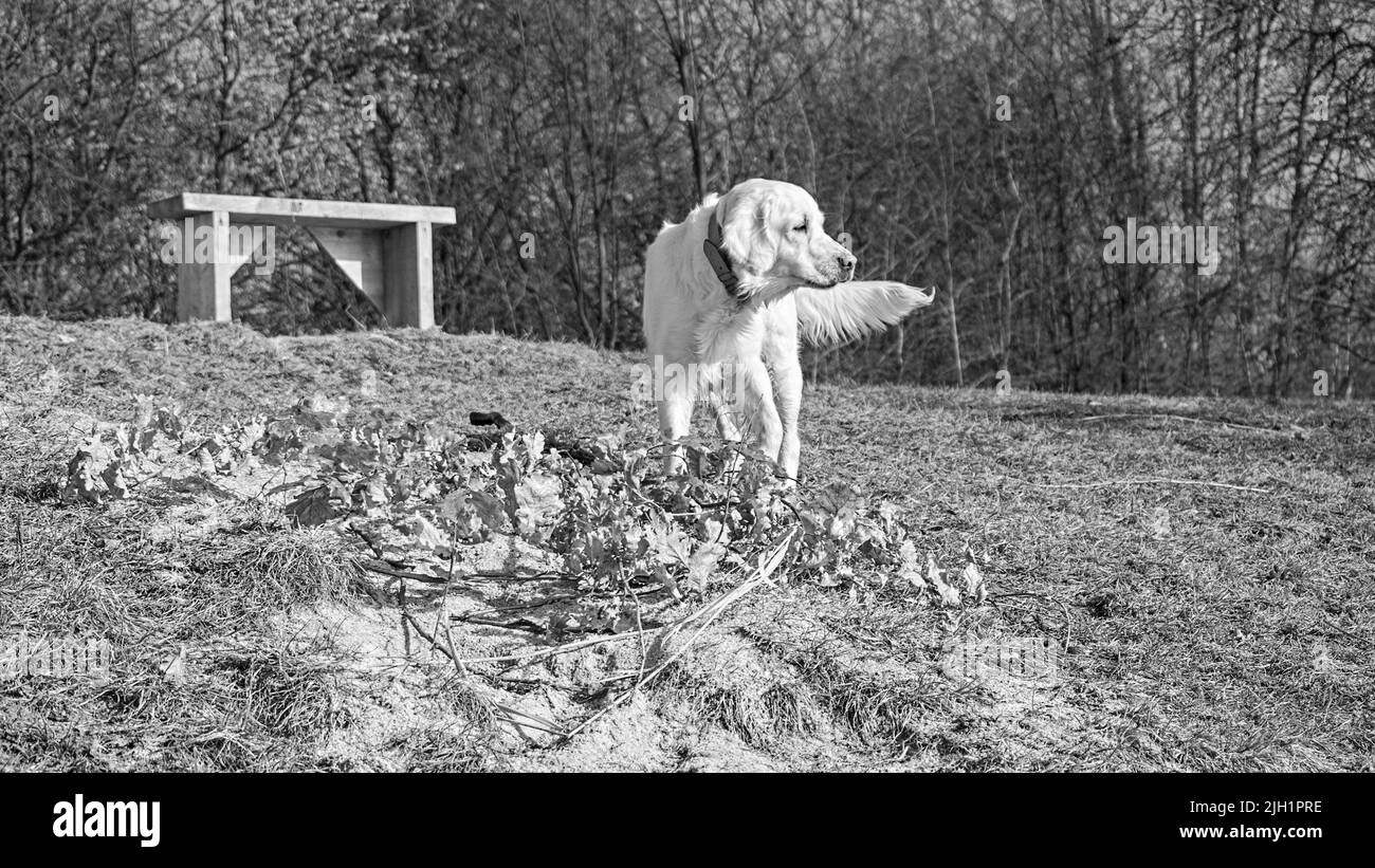 Golden retriever loving golden dog Stock Photo - Alamy Golden retriever loving golden dog Stock Photo - Alamy