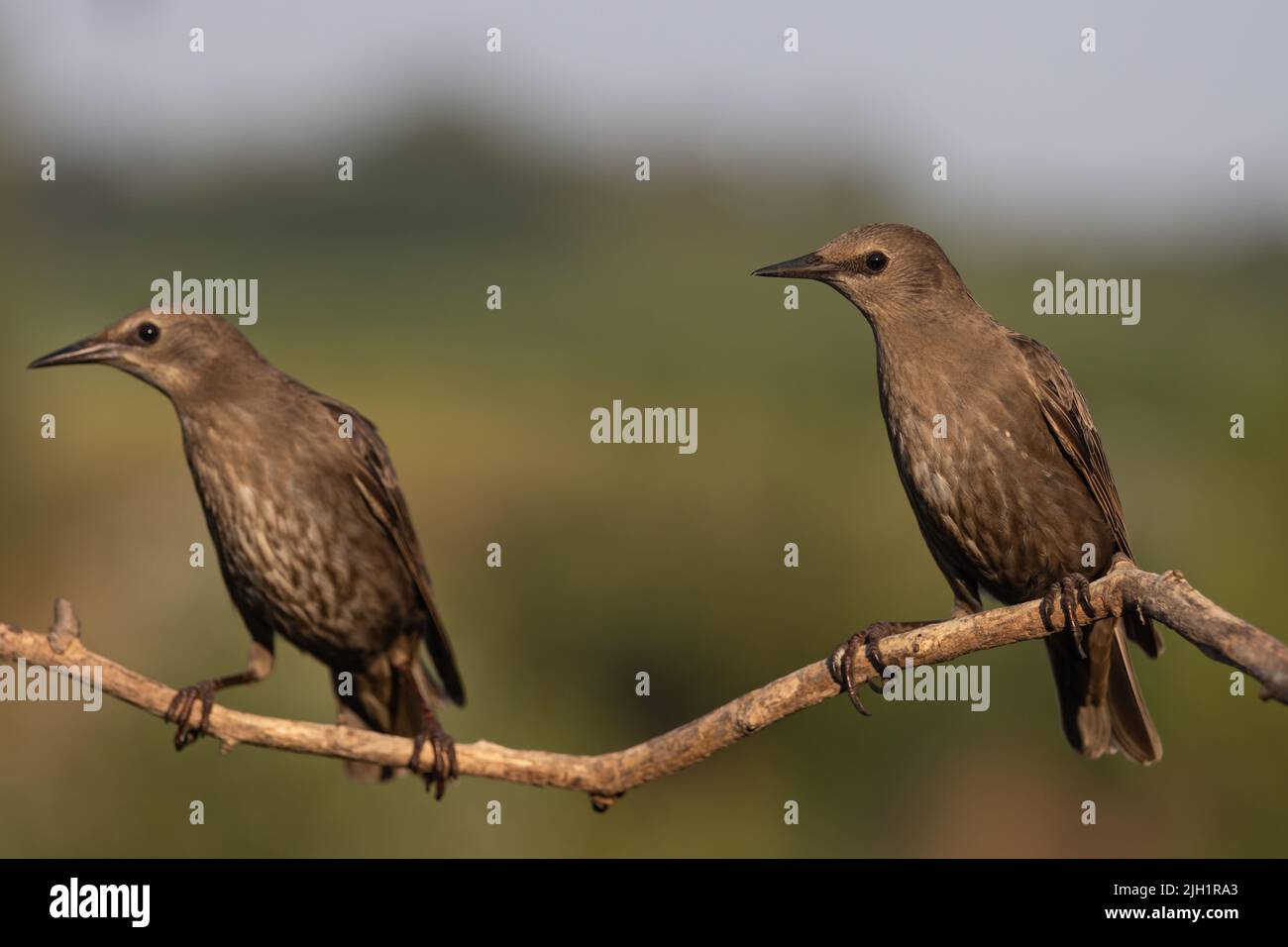 two birds on a branch look at the camera with interest Stock Photo - Alamy