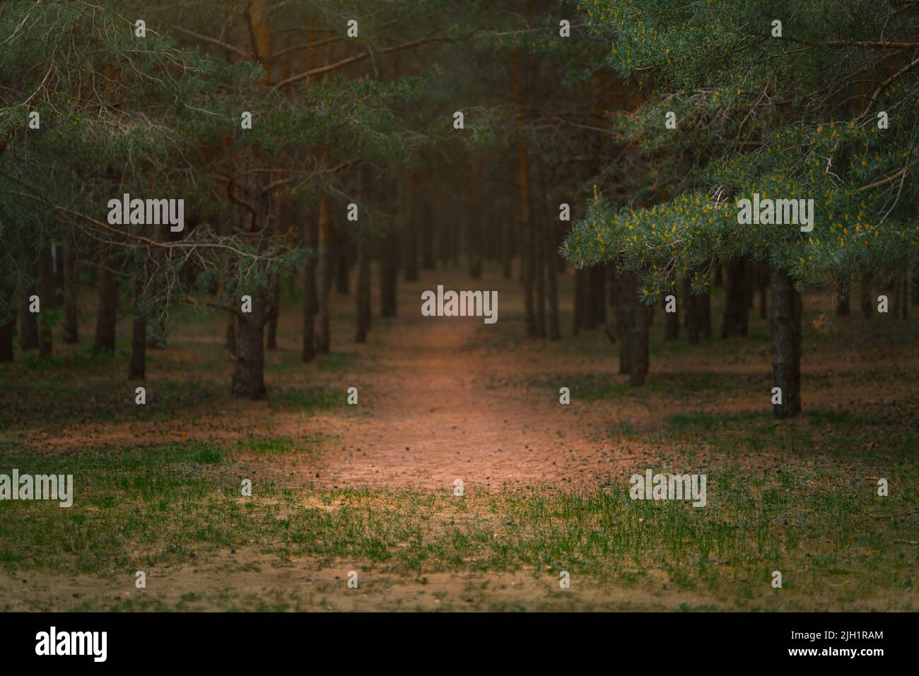 Mysterious pathway through the woods hi-res stock photography and ...
