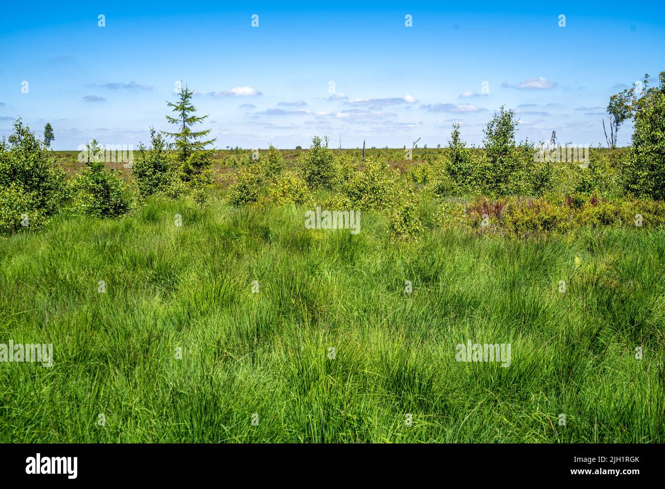 High Fens (German: Hohes Venn), Landscape, Malmedy, Germany Stock Photo ...
