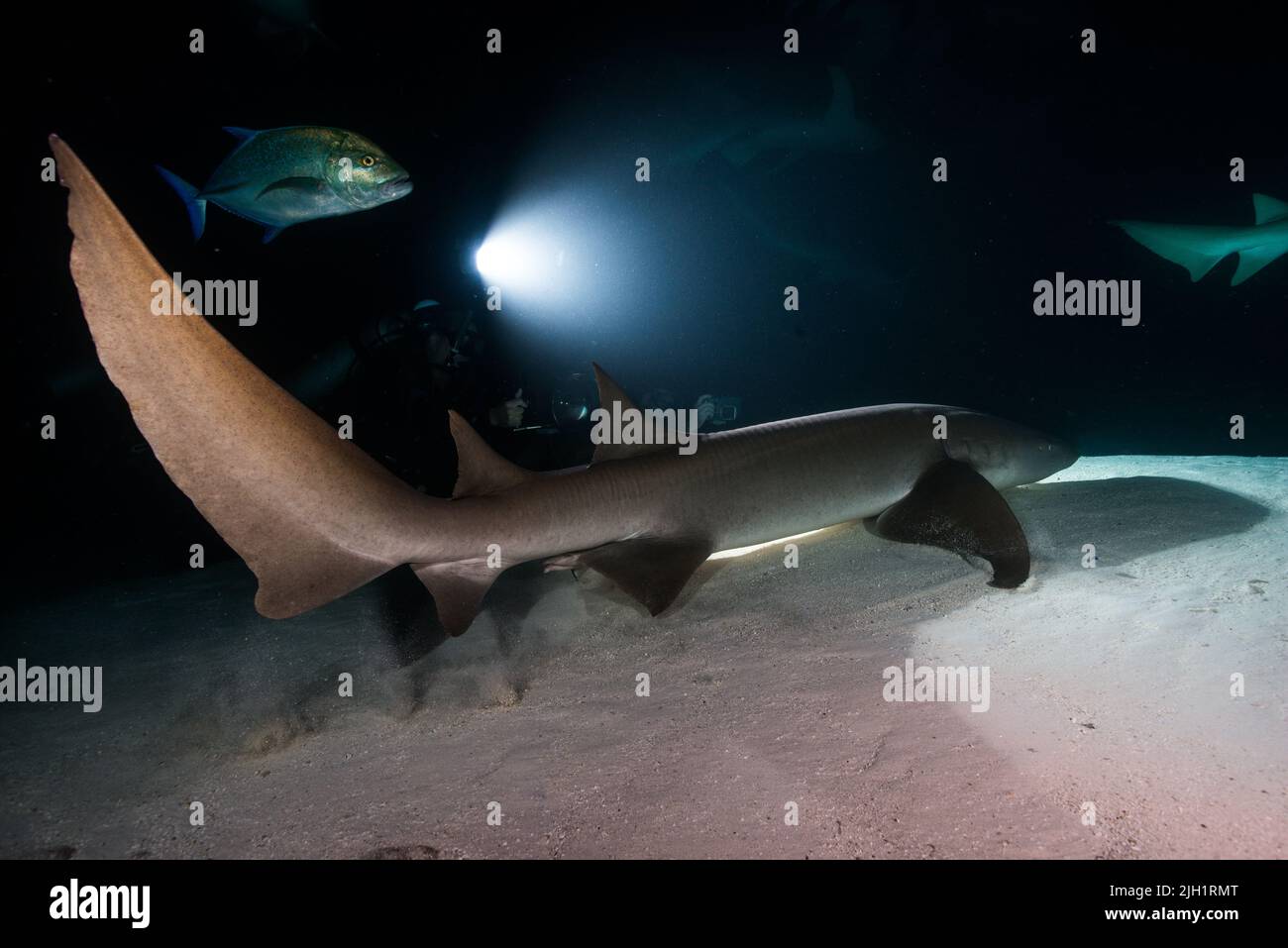 Nurse Shark at night Stock Photo - Alamy