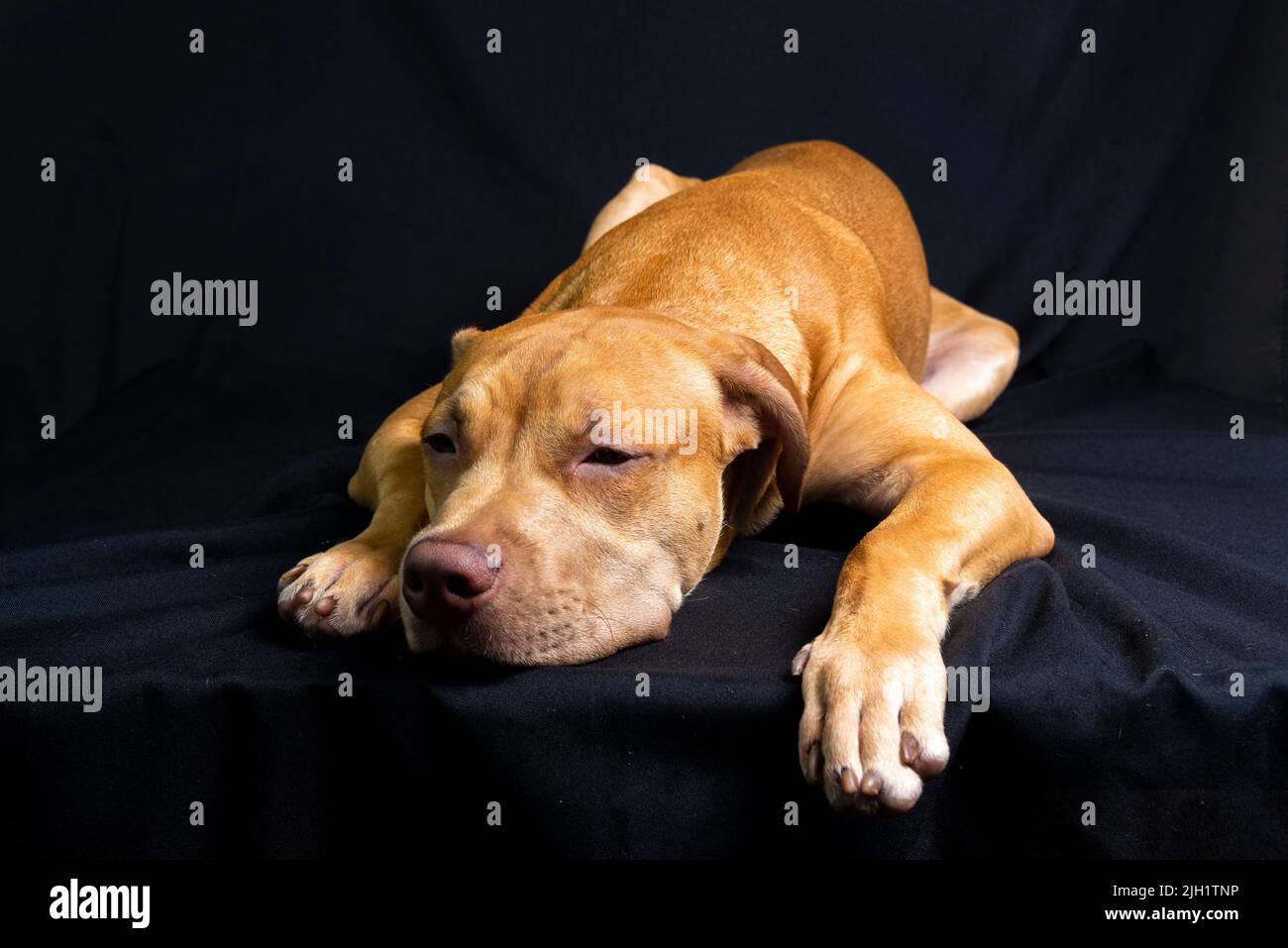 Portrait of a pit bull dog lying down against black background. City of ...