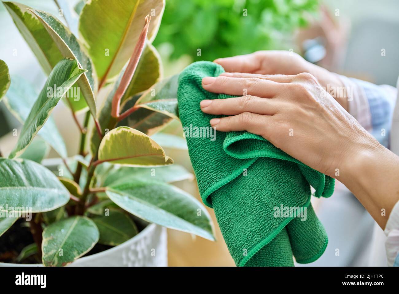 Woman wiping dust from houseplant hi-res stock photography and images ...
