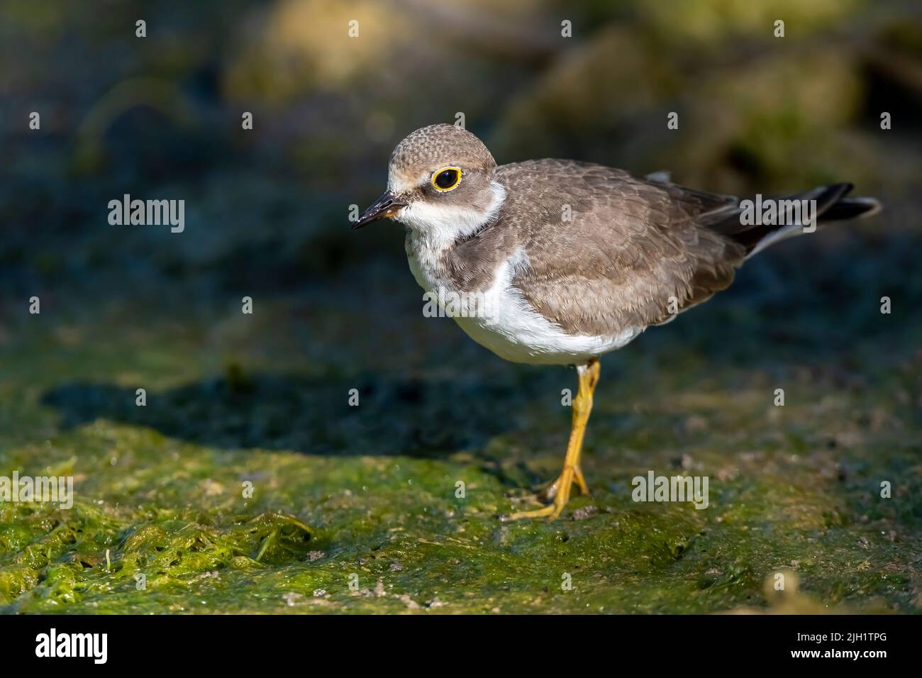 Little ringed plover (Charadrius dubius). Juvenile bird standing on ...