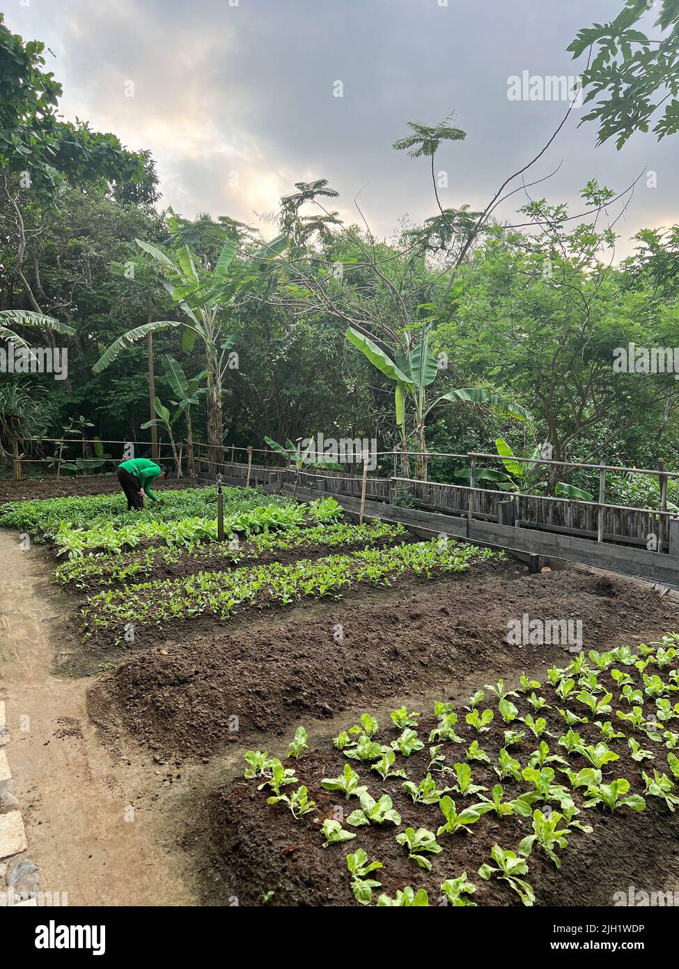 Green Manure Growing in a Bed on a Vegetable Garden Stock Photo - Alamy