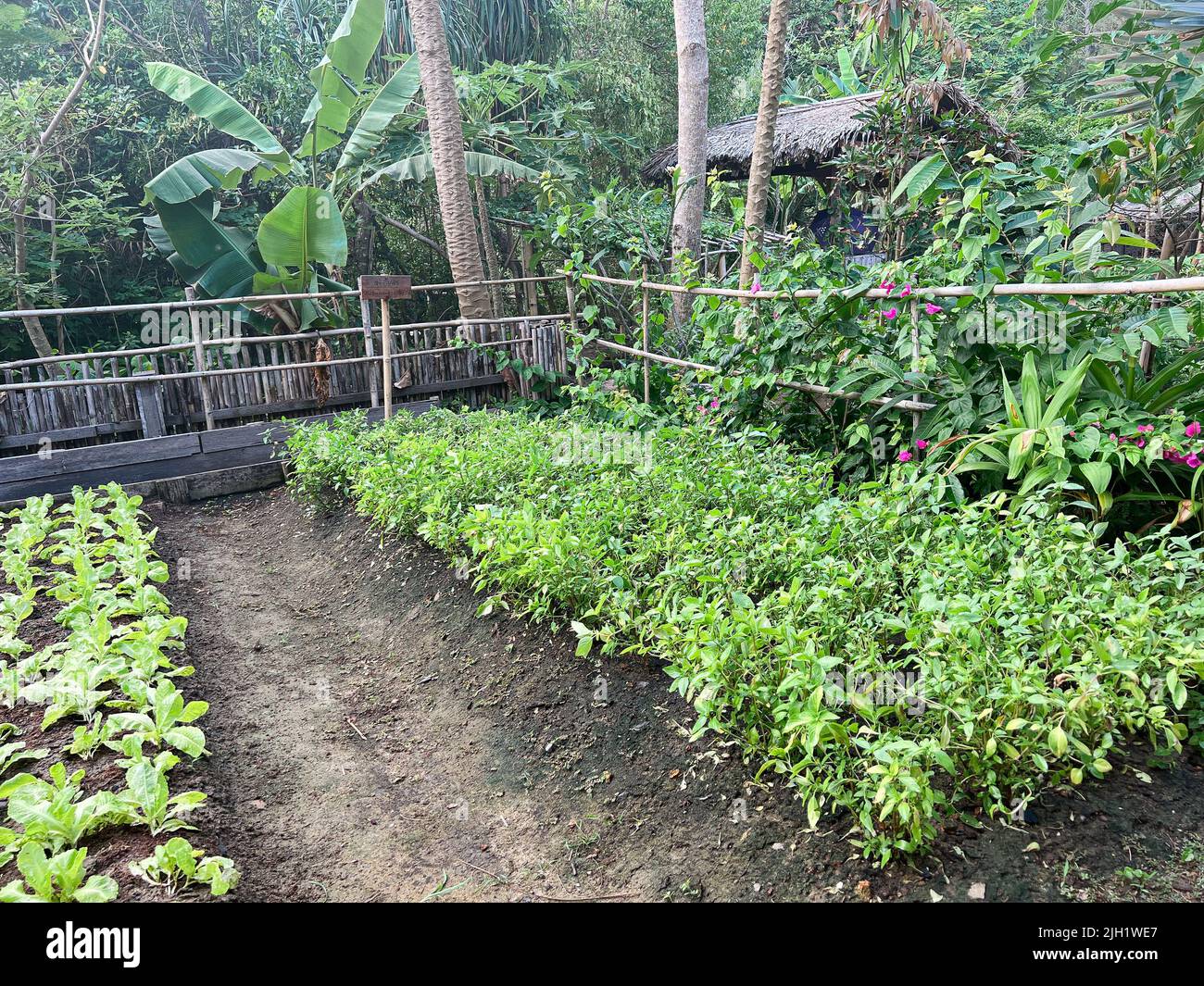 Vitamins healthy biological homegrown spring organic Stock Photo - Alamy