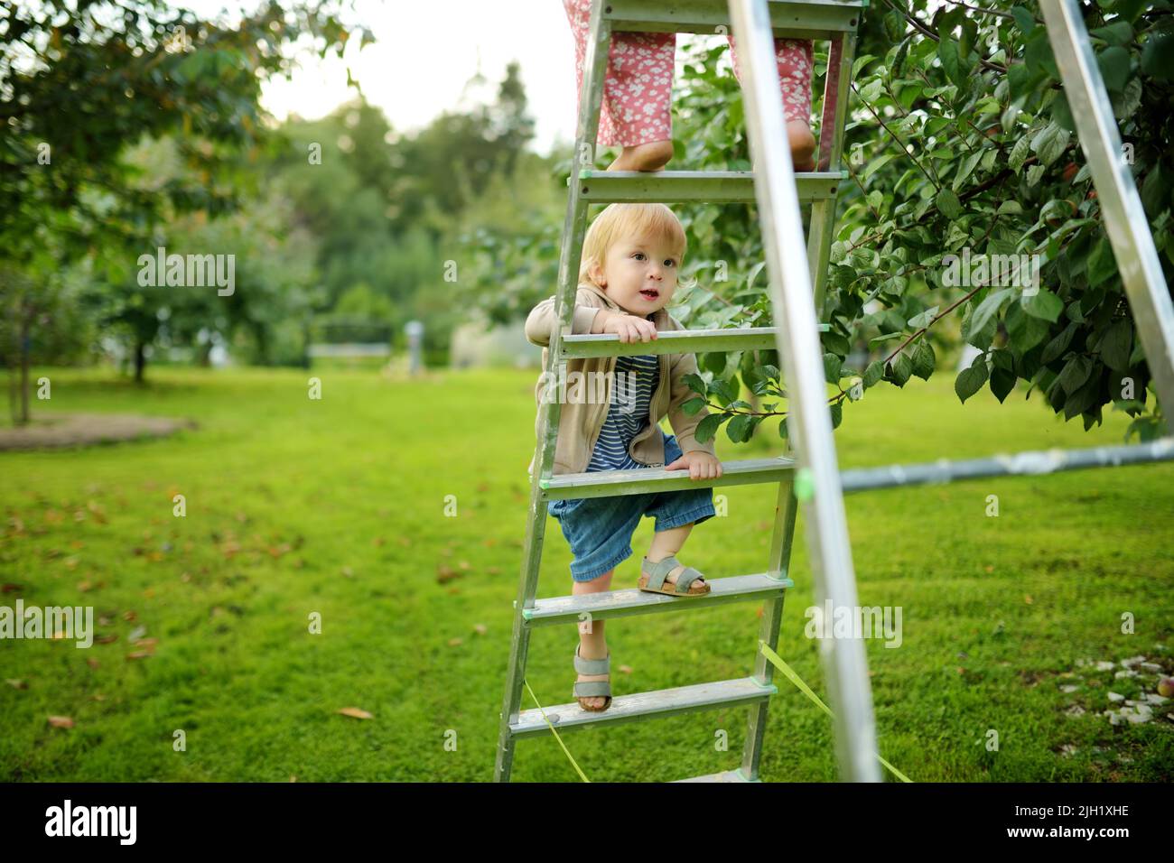 Cute toddler boy helping to harvest apples in apple tree orchard in ...