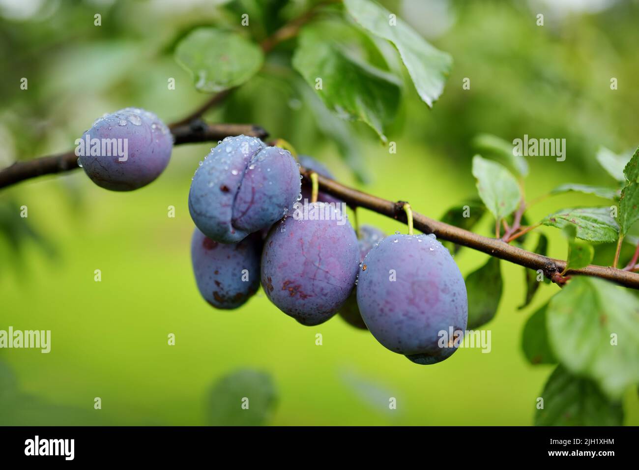Purple plums on a tree branch in the orchard. Harvesting ripe fruits on ...