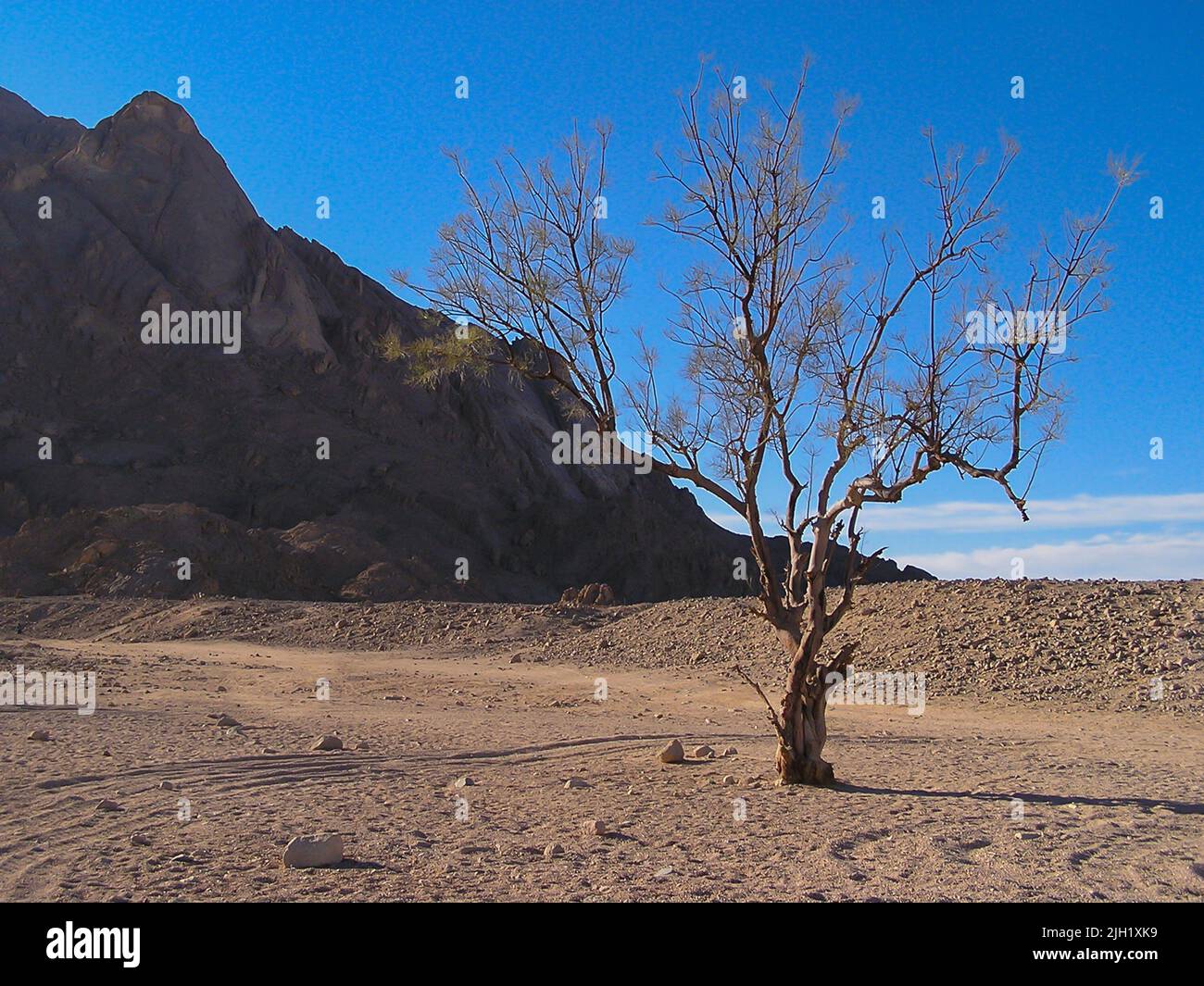 landscape of Sahara desert with lonely tree,Egypt, Africa Stock Photo ...