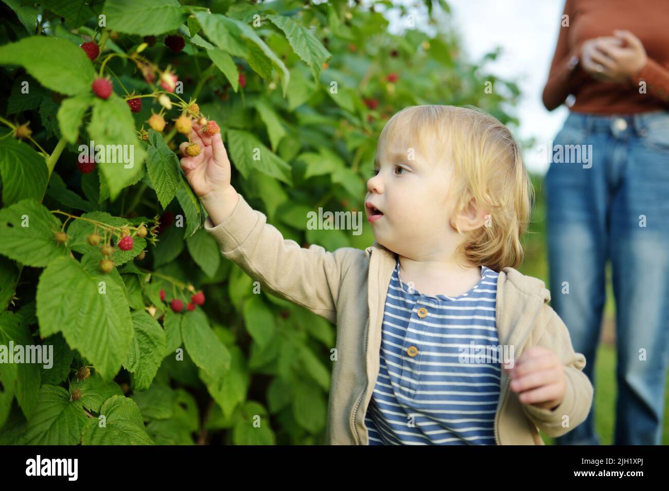 Cute little boy picking fresh berries on organic raspberry farm on warm ...