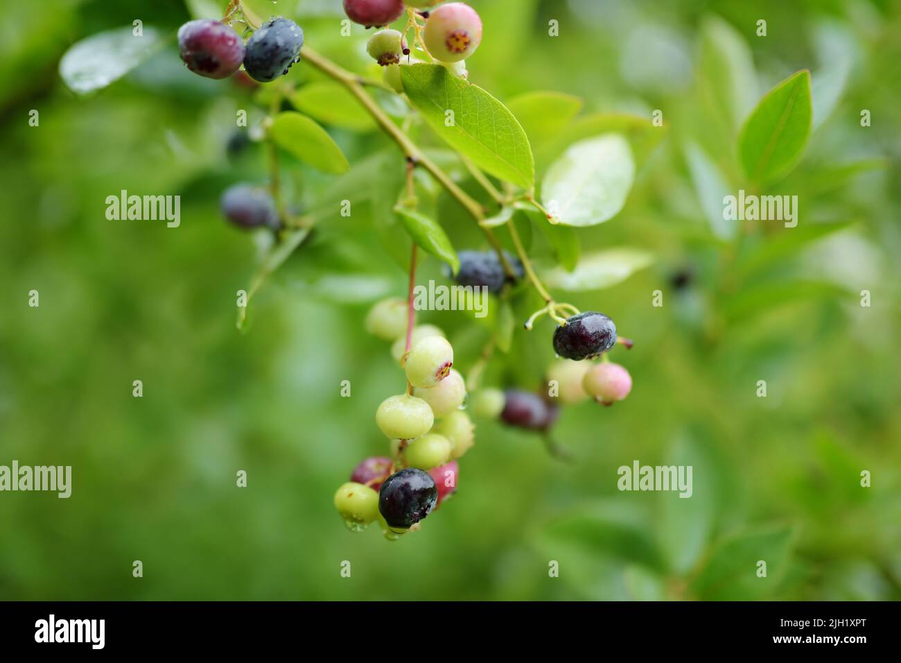 Organic blueberry berries ripening on bushes in an orchard. Harvesting ...