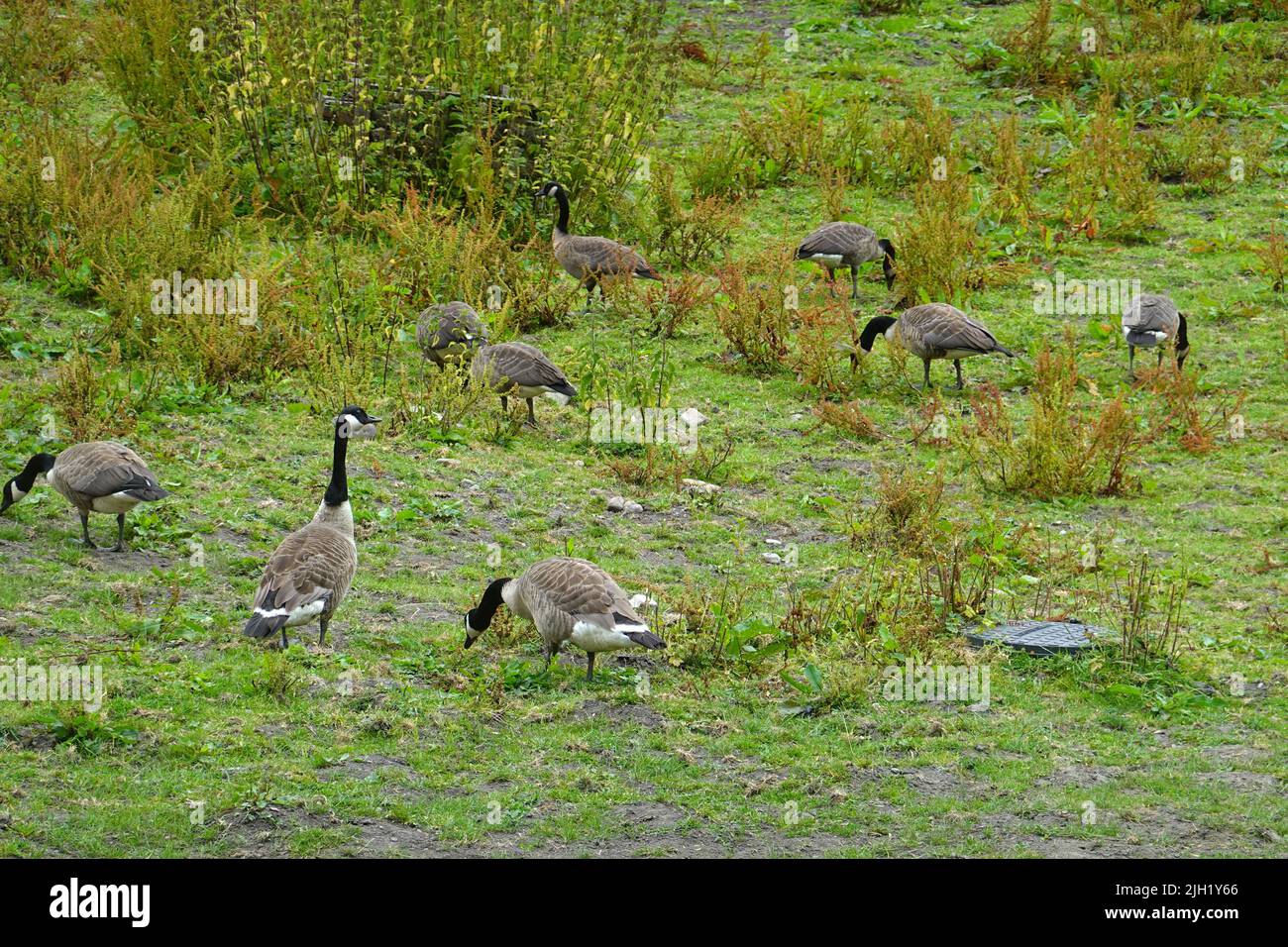 A Canada goose stands on guard looking after his family Stock Photo - Alamy