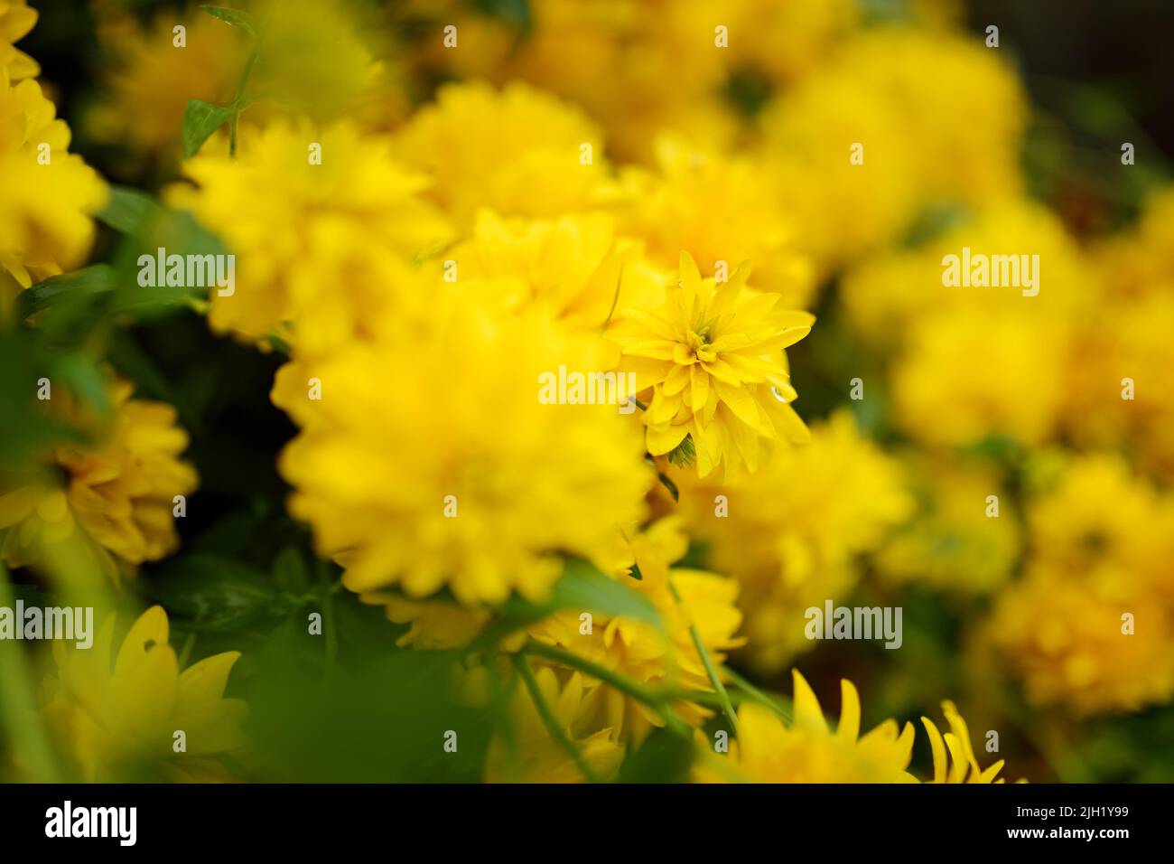 Bright yellow flowers of rudbeckia, commonly known as coneflowers or ...