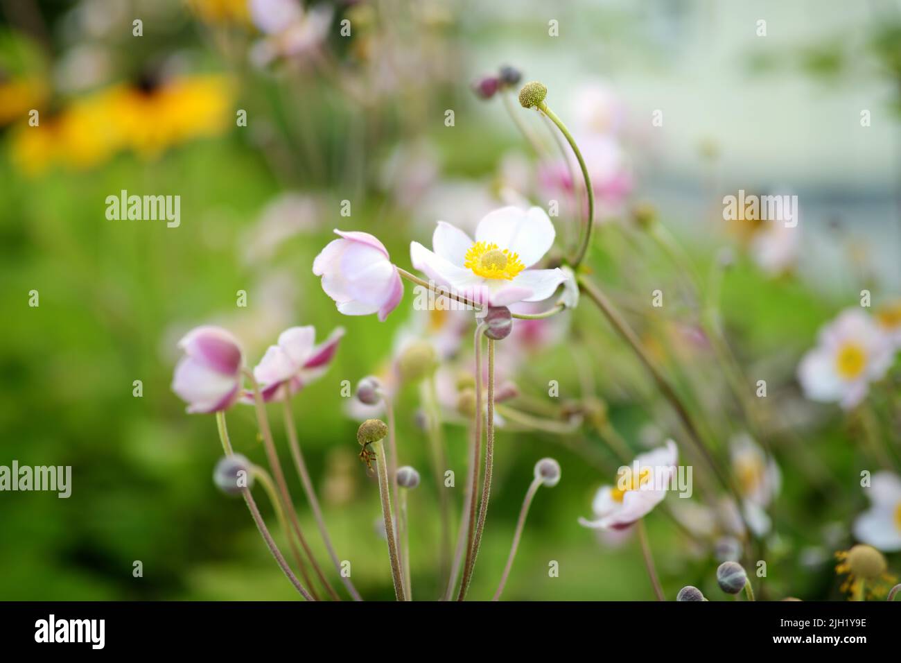 Beautiful pink japanese anemone (anemone hupehensis) blossoming on ...