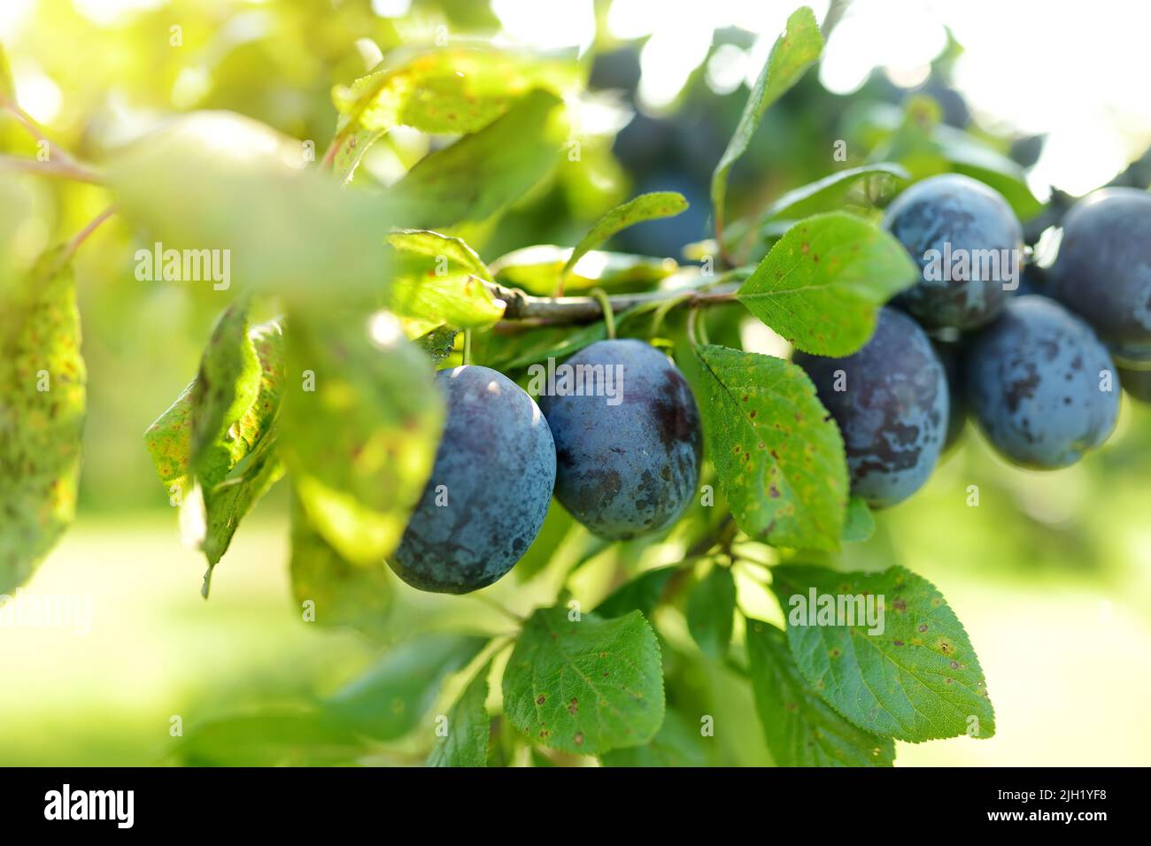 Purple plums on a tree branch in the orchard. Harvesting ripe fruits on ...