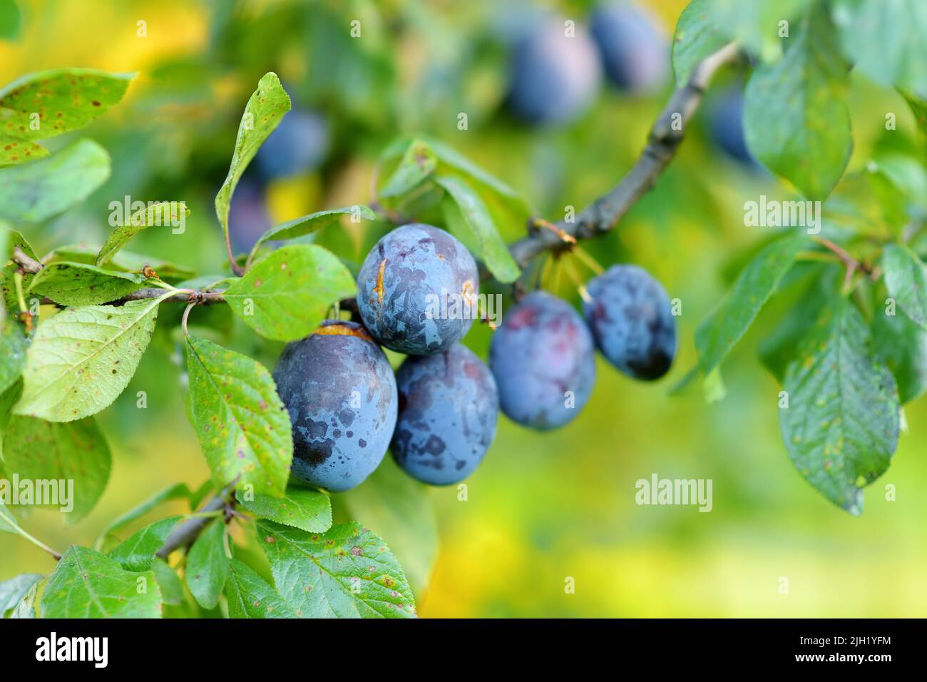 Purple plums on a tree branch in the orchard. Harvesting ripe fruits on ...