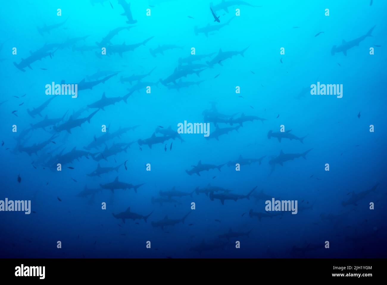 Cocos Island, Dive Spot: Alcyone Stock Photo - Alamy