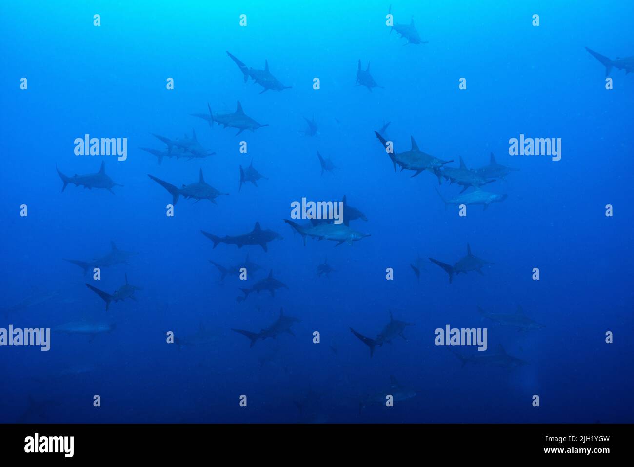 Cocos Island, Dive Spot: Alcyone Stock Photo - Alamy
