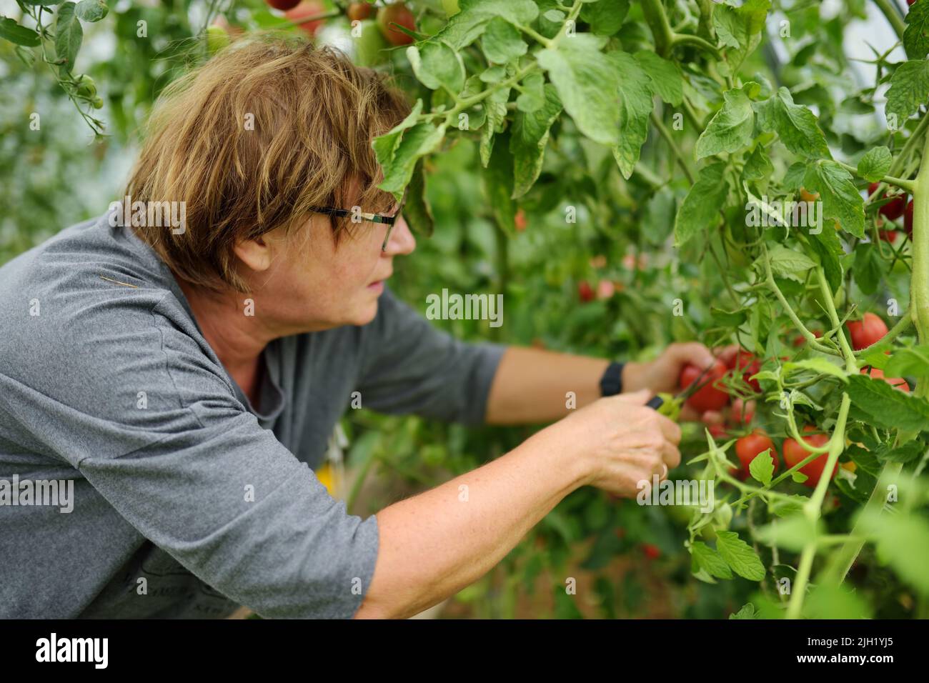 Woman harvesting ripe organic fresh tomatoe plants from a bush. Growing ...