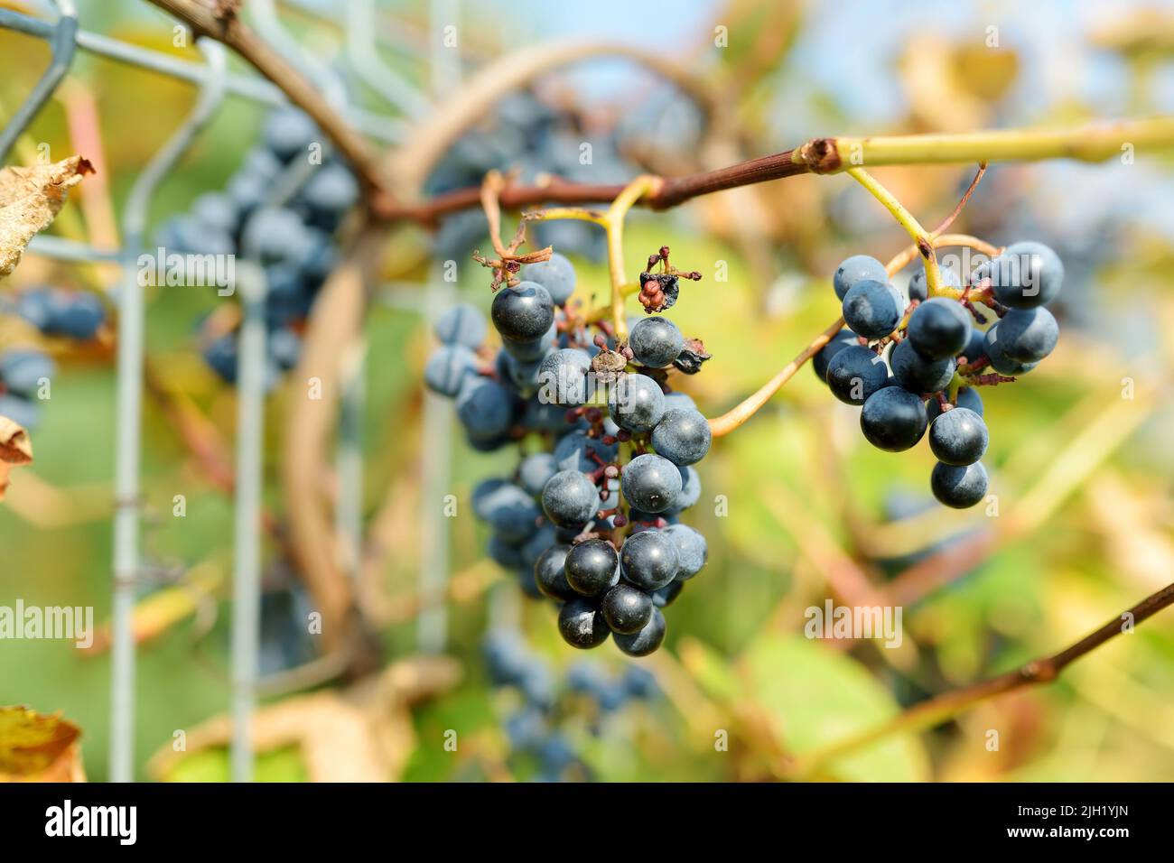 Small bunch of grapes at sunset in autumn harvest. Ripe grapes in fall ...