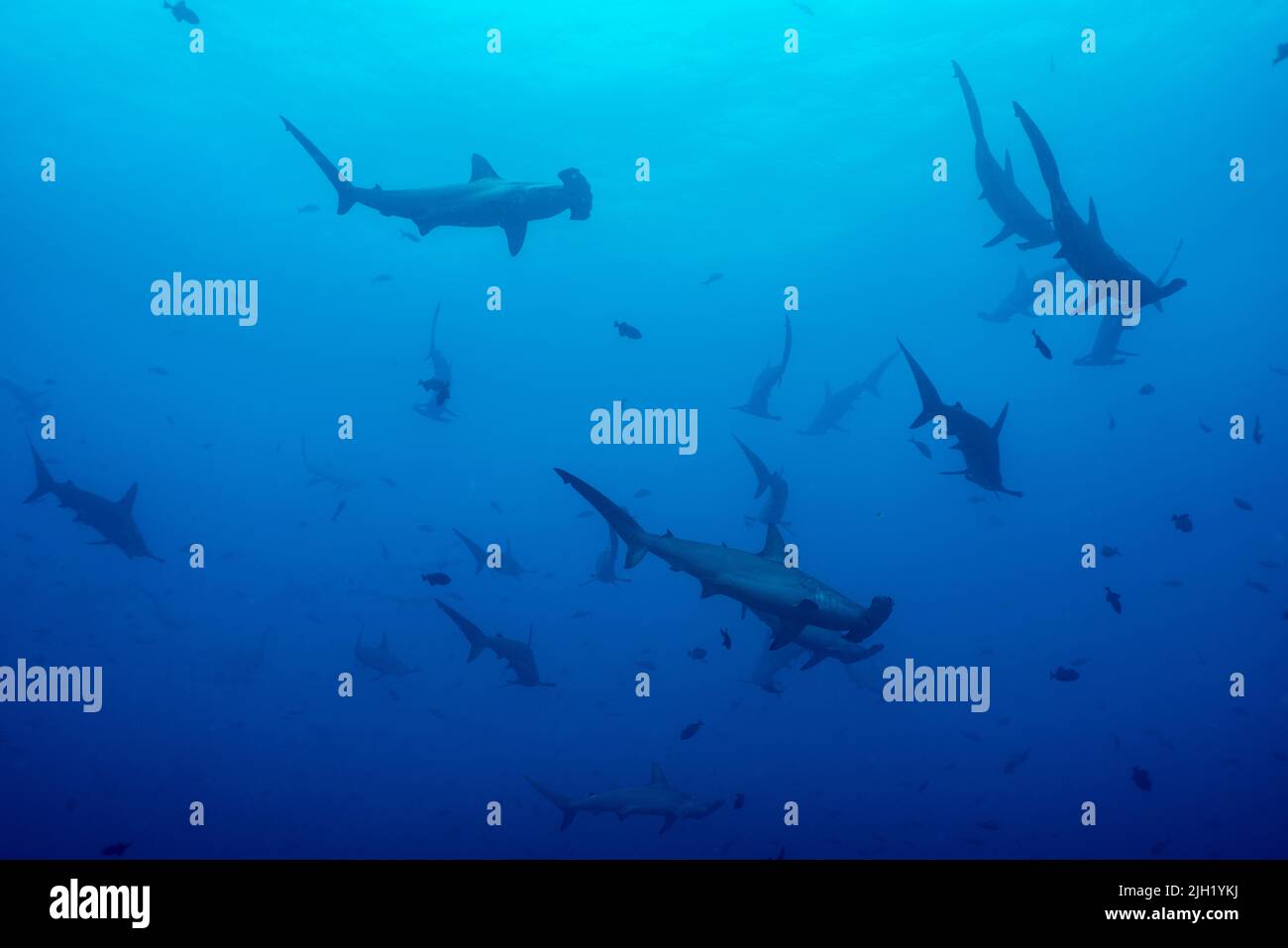 Cocos Island, Dive Spot: Small Dos Amigos Stock Photo - Alamy