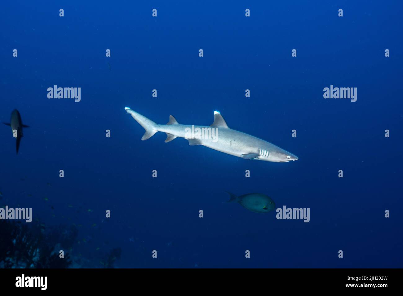 Sharks in the Maldives Stock Photo - Alamy