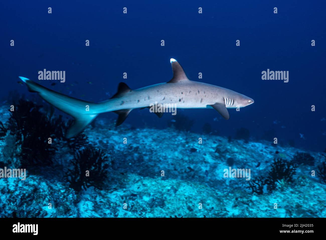 Sharks in the Maldives Stock Photo - Alamy