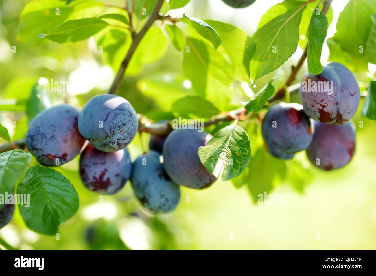 Purple plums on a tree branch in the orchard. Harvesting ripe fruits on ...