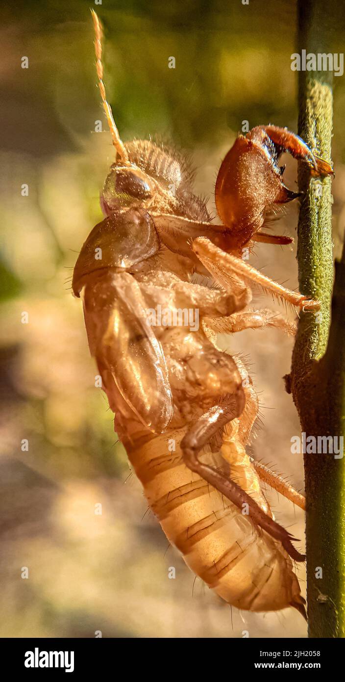 A closeup shot of a cicada shell Stock Photo - Alamy