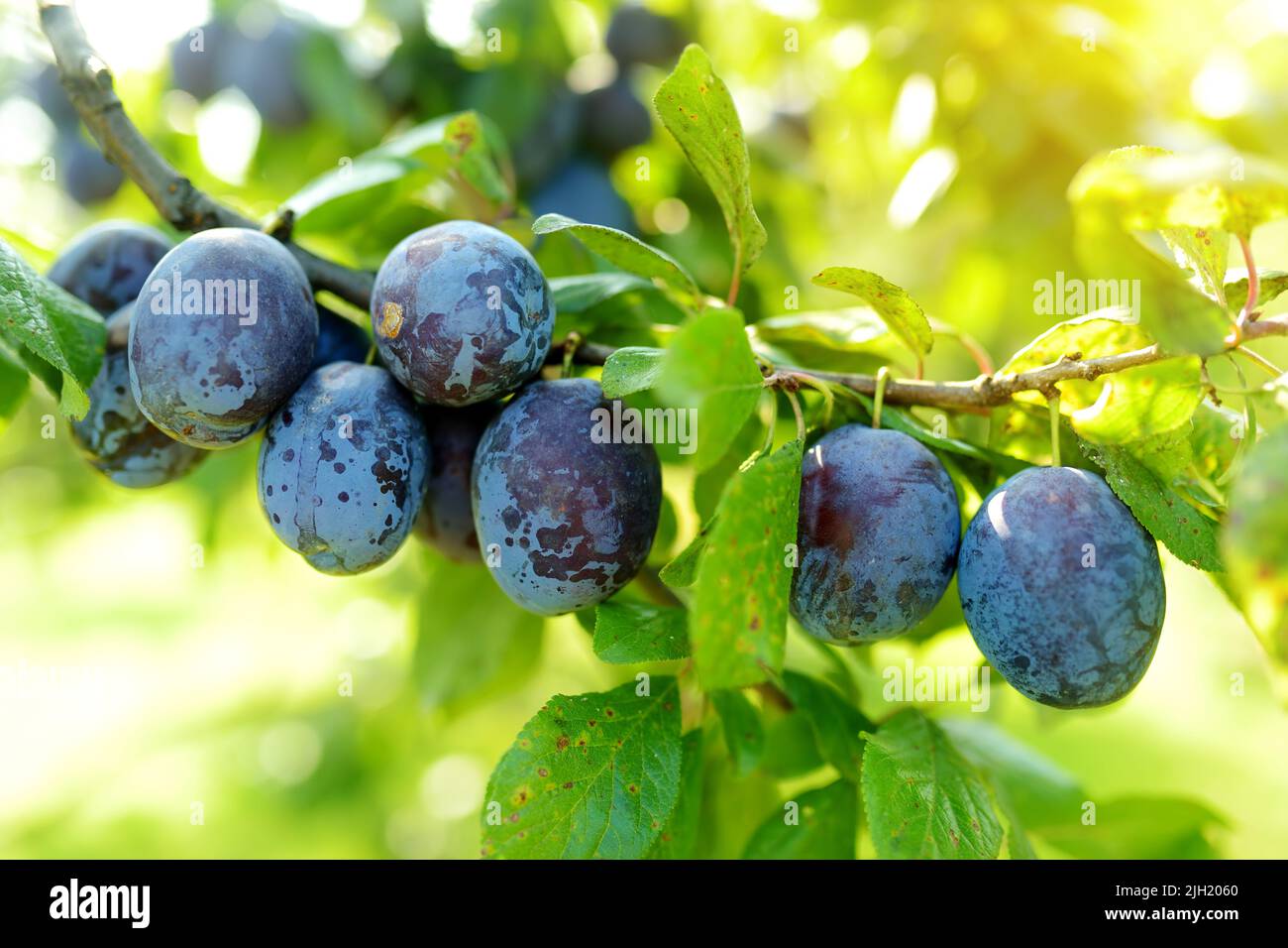 Purple plums on a tree branch in the orchard. Harvesting ripe fruits on ...