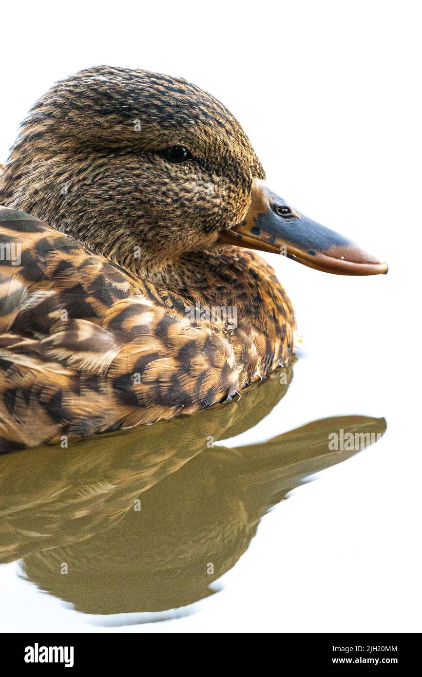 A portrait of female mallard floating in the pond Stock Photo - Alamy