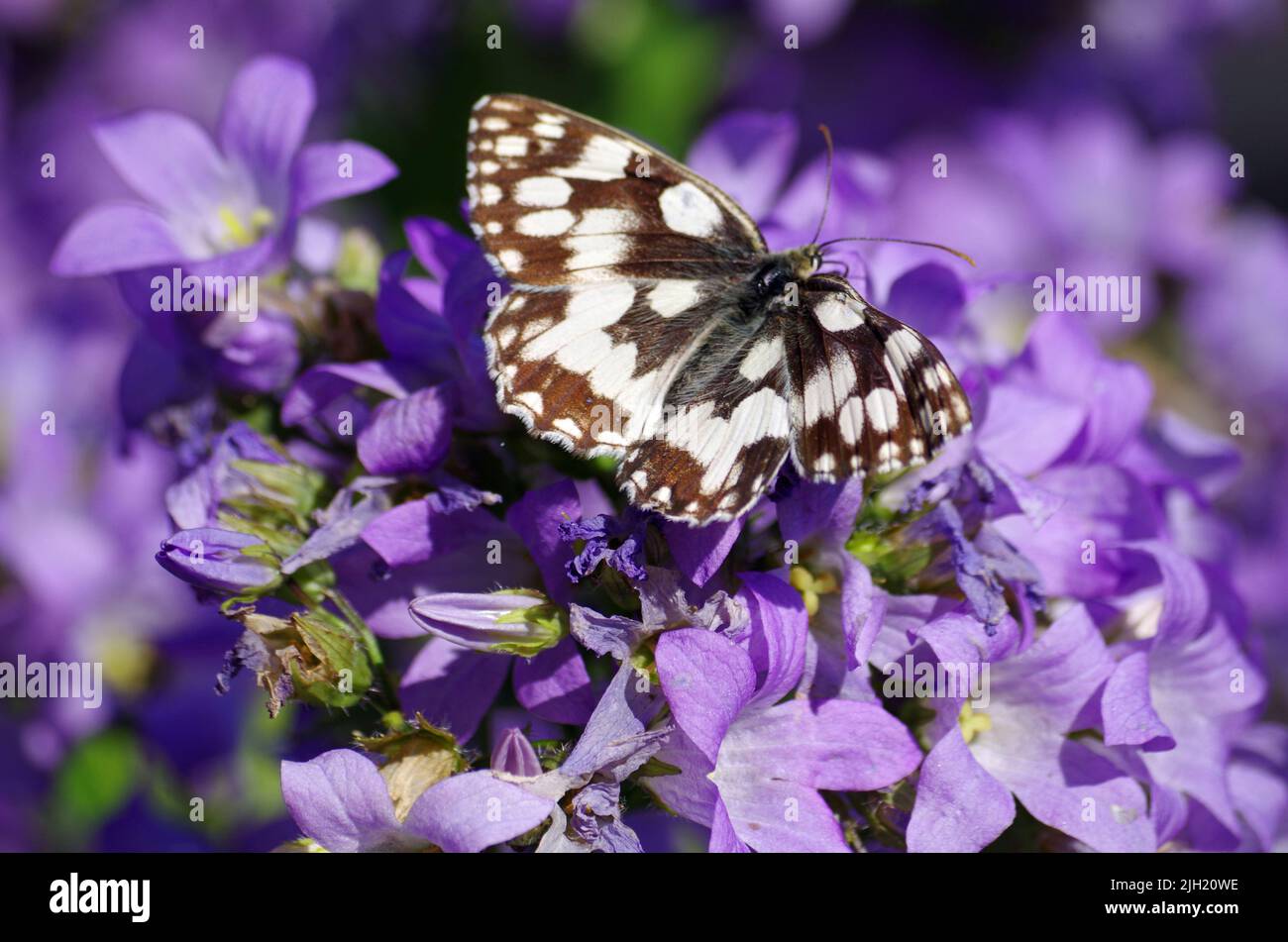 Butterfly in the Garden Stock Photo - Alamy
