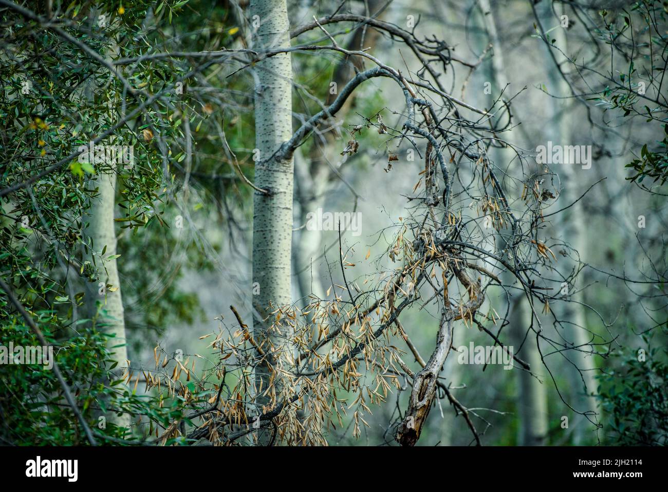 Snapped branches hi-res stock photography and images - Alamy