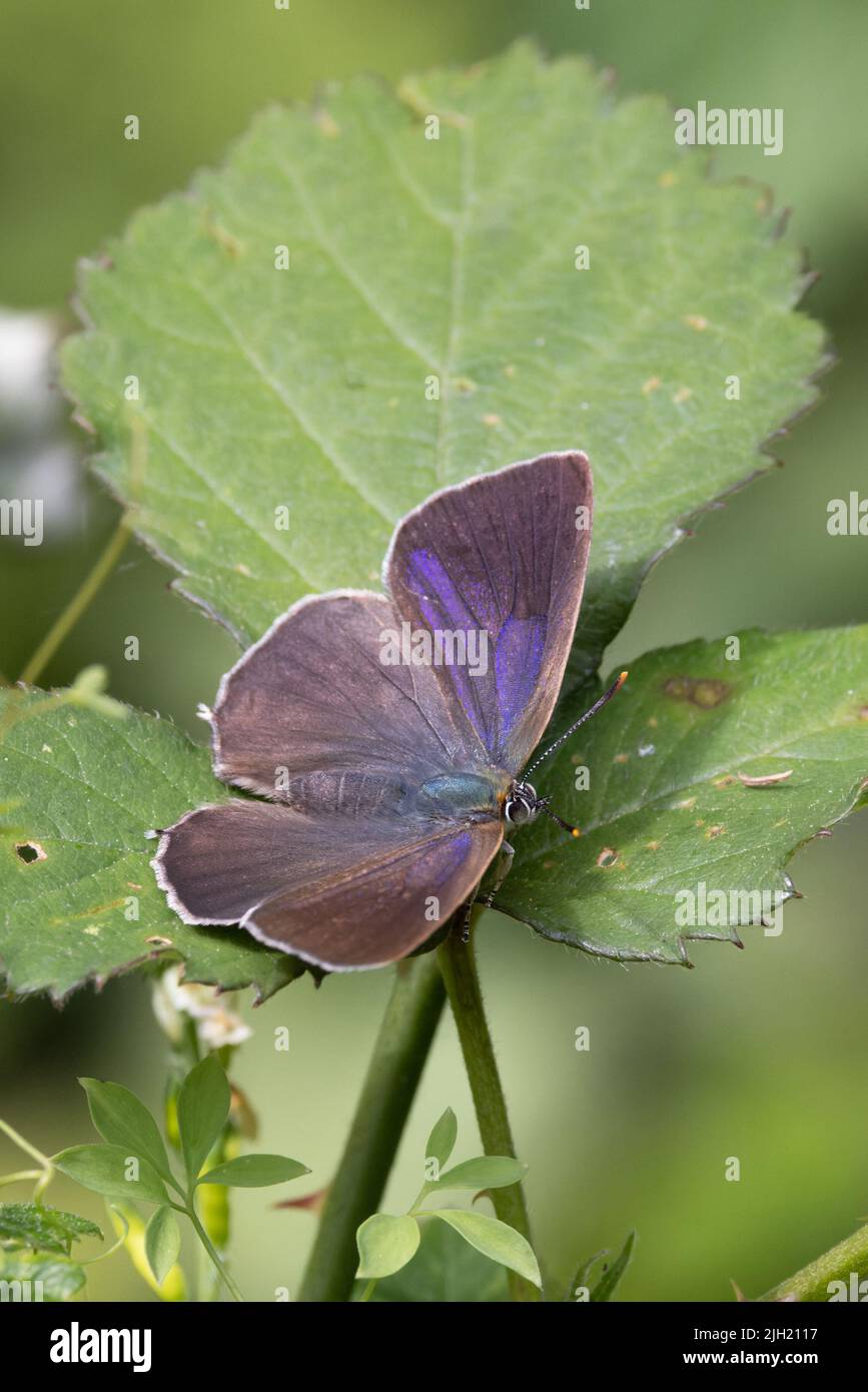 Suffolk butterflies hi-res stock photography and images - Alamy