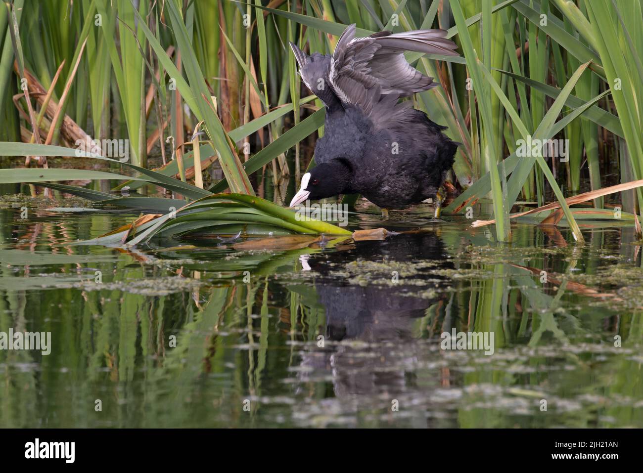 Coot wings hi-res stock photography and images - Alamy