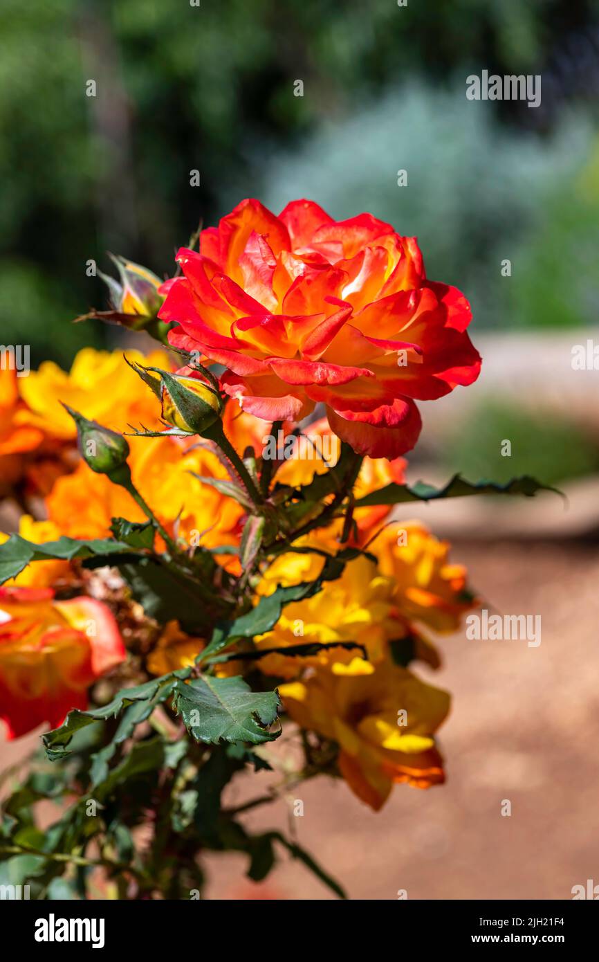 red yellow rose flowers close up on blurred nature background Stock ...