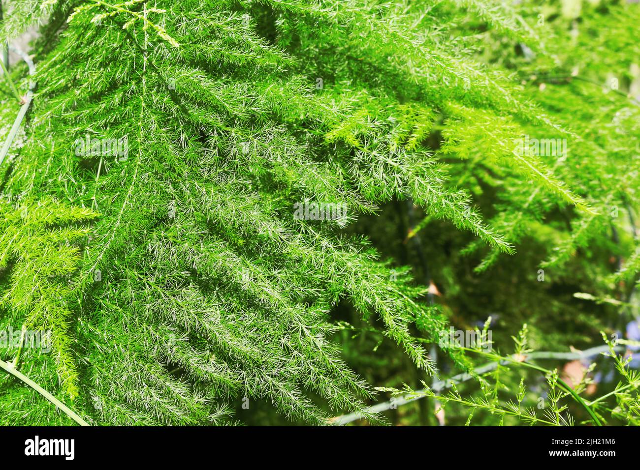 Asparaga tree hi-res stock photography and images - Alamy